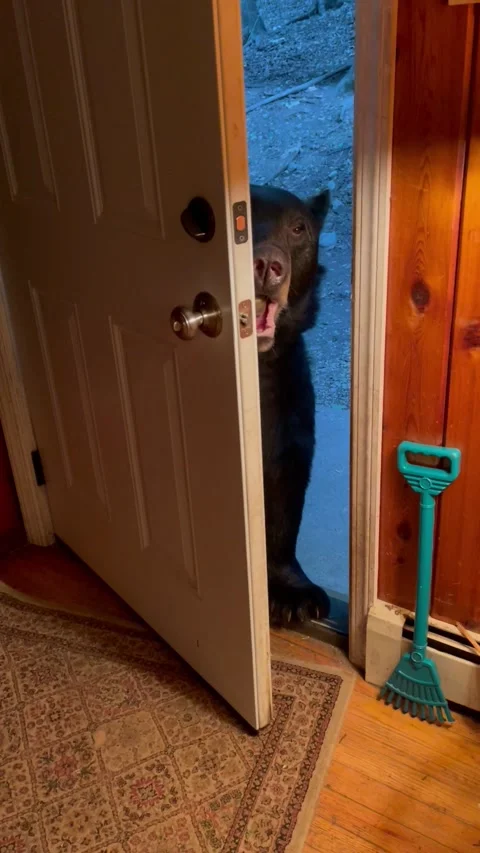 Black Bear Closing Door Likes to Fool Ar... | Stock Video | Pond5