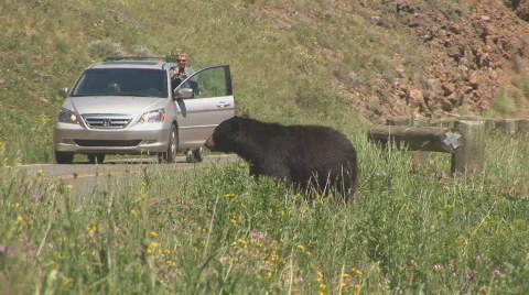 Bear Picture Stock Videos – Royalty-Free HD & 4K Videos | Pond5