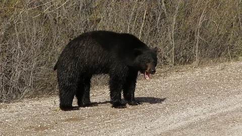 Bear Pooping Stock Videos – Royalty-Free HD & 4K Videos