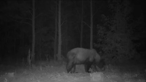 Bear At Night Stock Footage ~ Royalty Free Stock Videos | Pond5