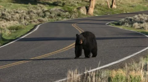 Walking In Road Stock Videos – Royalty-Free HD & 4K Videos