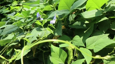 Black beetles suck nectar from pretty pu... | Stock Video | Pond5
