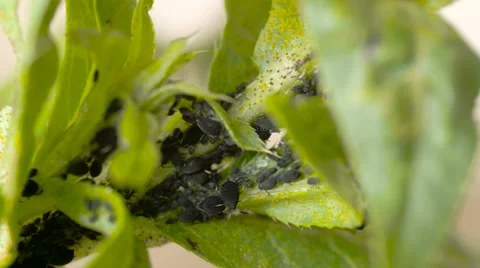 Black bugs on the leaves of a plant | Stock Video | Pond5