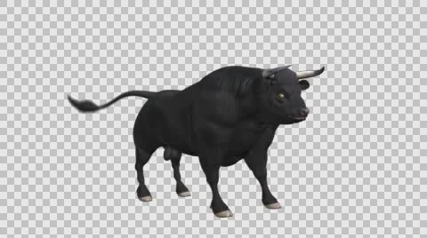 Agressive Stock Video Footage | Royalty Free Agressive Videos | Pond5