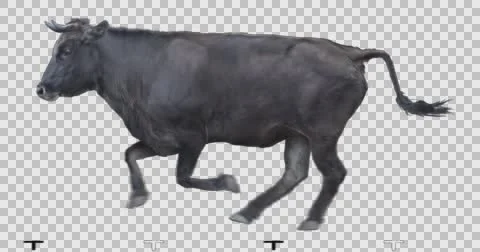 Black bull running. Animal isolated and ... | Stock Video | Pond5