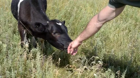 Your Licking Your Stock Videos – Royalty-Free HD & 4K Videos