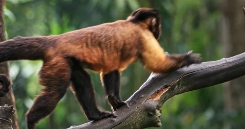 Jungle Animals Stock Footage ~ Royalty Free Stock Videos | Pond5