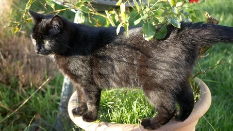 Plant Black Pot Stock Footage ~ Royalty Free Stock Videos | Pond5