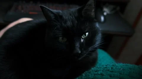 Black cat in a dark room. Pet indoors | Stock Video | Pond5