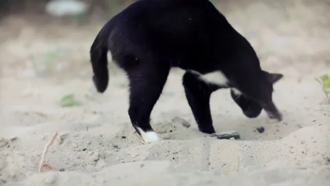 Black Cat Digs Sand On Beach. Pooping Ca... | Stock Video | Pond5