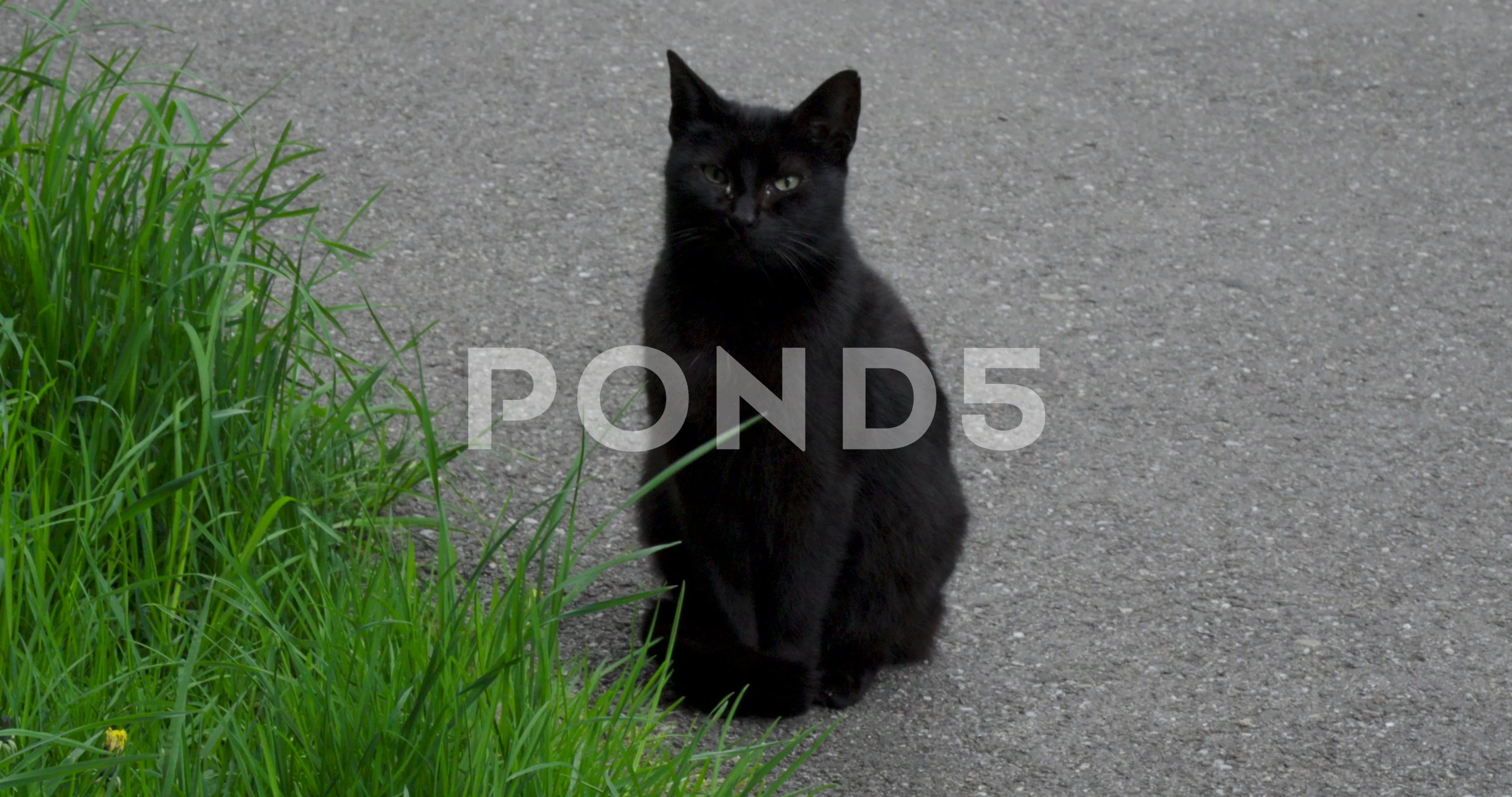 Black Cat Walking Away