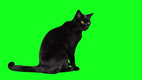 Black cat on a green screen 4k resolutio... | Stock Video | Pond5