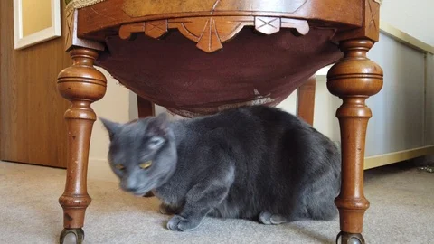 Black Cat Hiding Under Chair Looking Aro... | Stock Video | Pond5