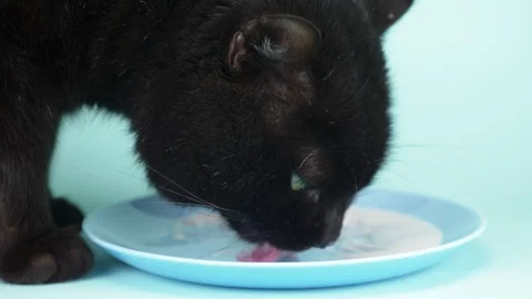 black cat lapping cream from a saucer on... | Stock Video | Pond5