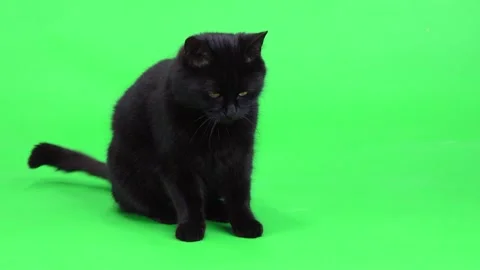 Green Screen Cat Stock Videos – Royalty-Free HD & 4K Videos | Pond5