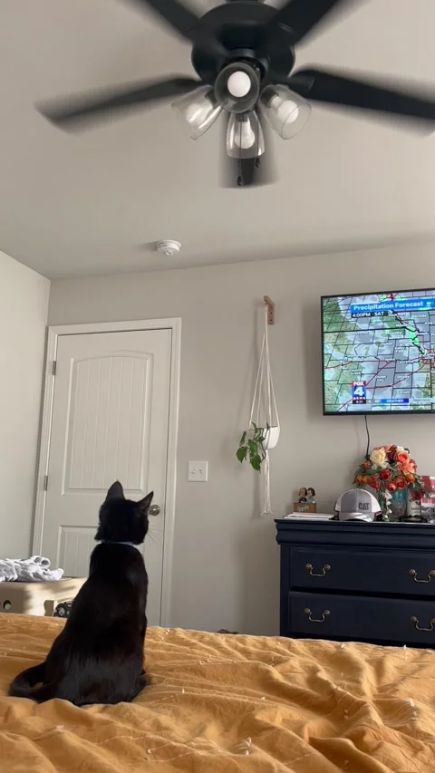 Cat Ceiling Fan Stock Video Footage | Royalty Free Cat Ceiling Fan ...