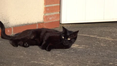 Black cat rolls onto its back and expose... | Stock Video | Pond5
