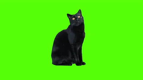 Black cat seated, green screen, keying, ... | Stock Video | Pond5