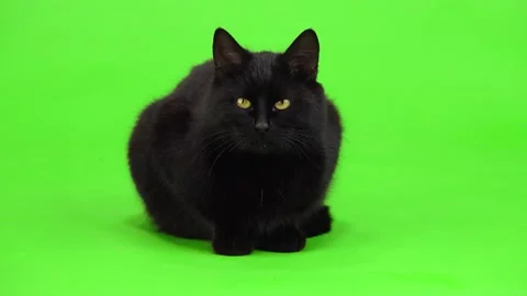 black cat sits on a green screen and loo... | Stock Video | Pond5