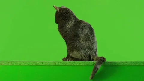 Green Screen Cat Stock Footage ~ Royalty Free Stock Videos | Pond5