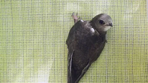 Swift Bird Stock Videos – Royalty-Free HD & 4K Videos | Pond5