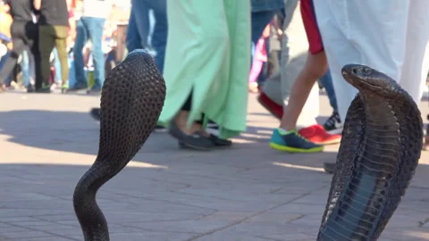 Cobra Snakes Stock Video Footage | Royalty Free Cobra Snakes Videos | Pond5