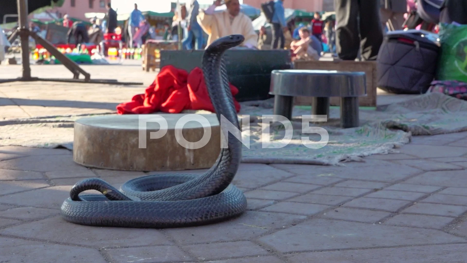 Indian Black Cobra Snake