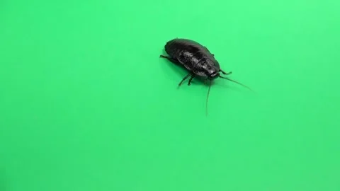 Cockroach Green Screen Stock Footage ~ Royalty Free Stock Videos | Pond5