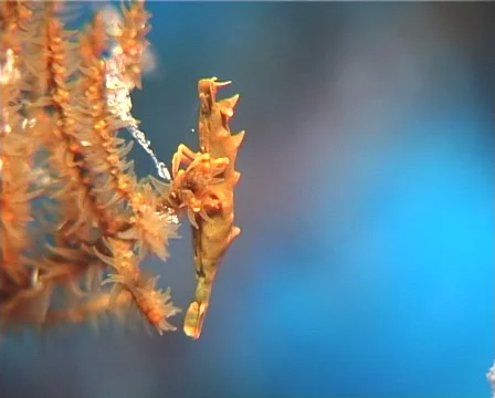 Black coral shrimp, Miropandalus harding... | Stock Video | Pond5