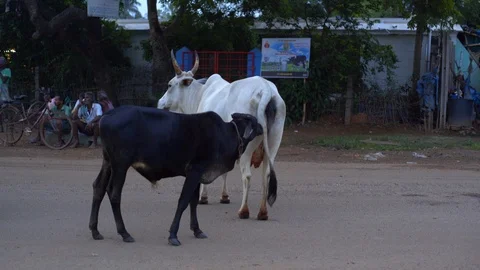 Cows Mating Stock Video Footage | Royalty Free Cows Mating Videos | Pond5