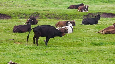 Animal Cow Urination Stock Videos – Royalty-Free HD & 4K Videos