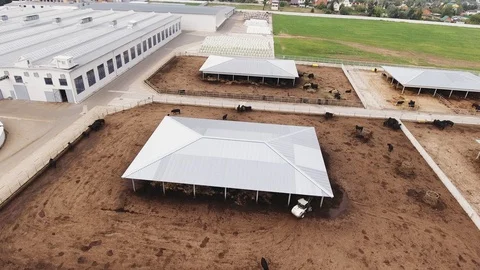 Black cows are roaming in large square p... | Stock Video | Pond5