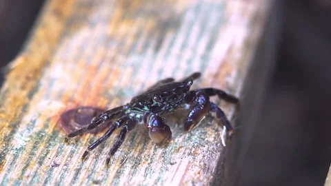 Splinter Creature Stock Videos – Royalty-Free HD & 4K Videos | Pond5