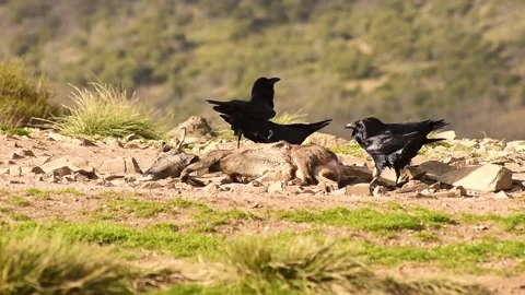 Black crow eating prey on grassy meadow | Stock Video | Pond5