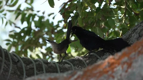 Birds Crow Attack Stock Video Footage | Royalty Free Birds Crow Attack ...