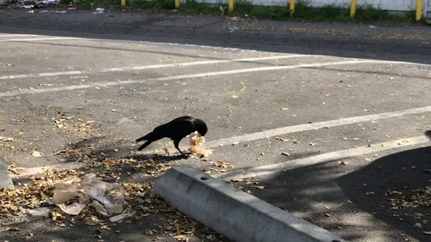 Hoarding Stock Footage ~ Royalty Free Stock Videos | Pond5