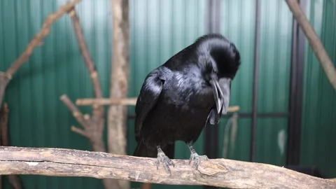 black crow in the zoo in a cage. | Stock Video | Pond5