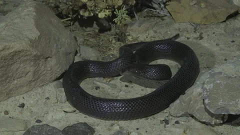 Desert Animals Night Stock Footage ~ Royalty Free Stock Videos | Pond5