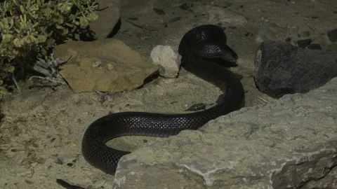 Warning Sounds Stock Footage ~ Royalty Free Stock Videos | Pond5