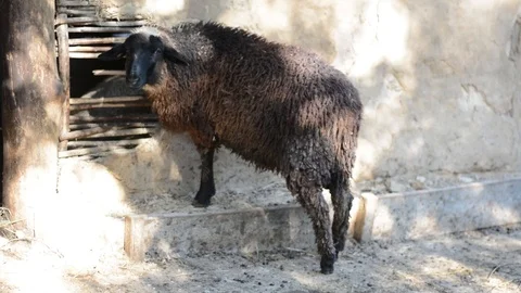 Black Sheep Farms Stock Videos – Royalty-Free HD & 4K Videos