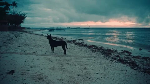 A black dog on the beach with the sunris... | Stock Video | Pond5