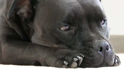 Eyes Upclose Stock Videos – Royalty-Free HD & 4K Videos