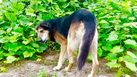 To Found Something Stock Videos – Royalty-Free HD & 4K Videos | Pond5