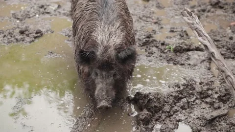 Dirty Pig In Mud Stock Videos – Royalty-Free HD & 4K Videos