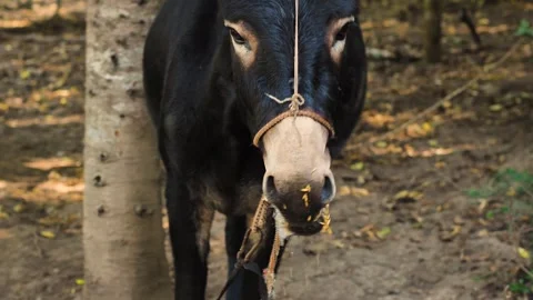 Drool Stock Videos – Royalty-Free HD & 4K Videos | Pond5