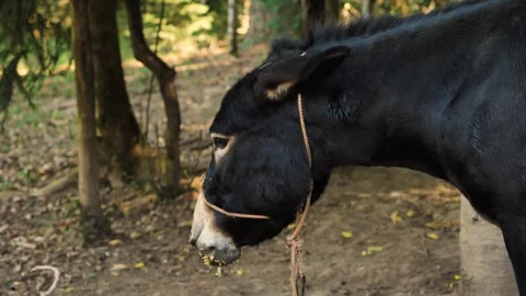 Donkey Breding Stock Videos – Royalty-Free HD & 4K Videos