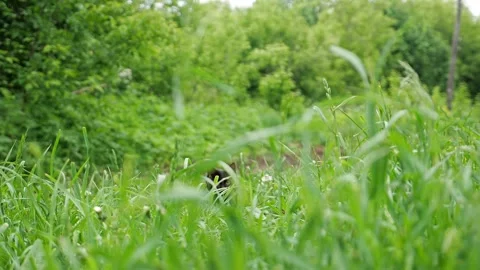 Black Ambush P Stock Videos – Royalty-Free HD & 4K Videos | Pond5