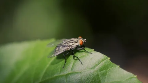 Fly Out Videos Stock Videos – Royalty-Free HD & 4K Videos