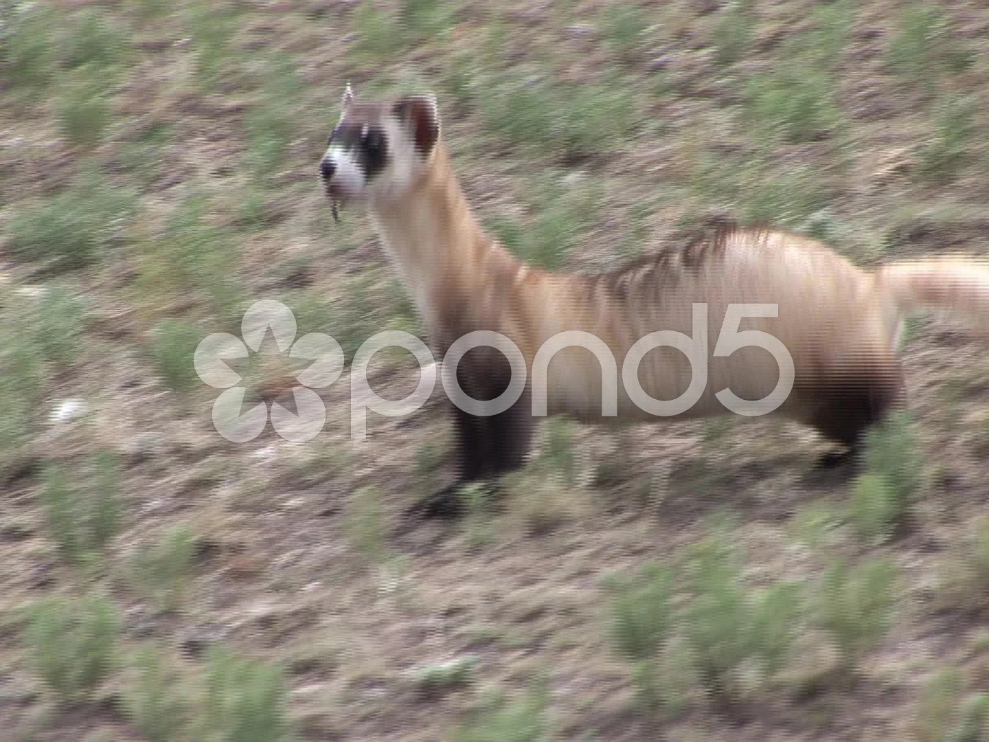 Ferret Running