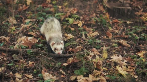 Voot Funny Video Stock Videos – Royalty-Free HD & 4K Videos | Pond5